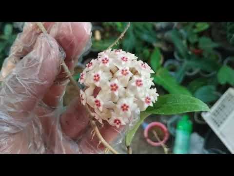 Hoya Sp Gayo Aceh (Parasitica Variant) long leaf. Cute Flower - YouTube