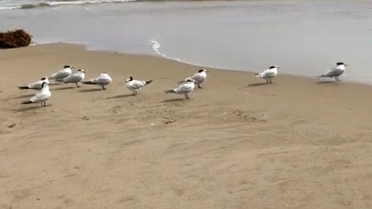 Royal Tern Song, Royal Tern Sound, Bird Chirp, Bird Voice, Bird Call ...