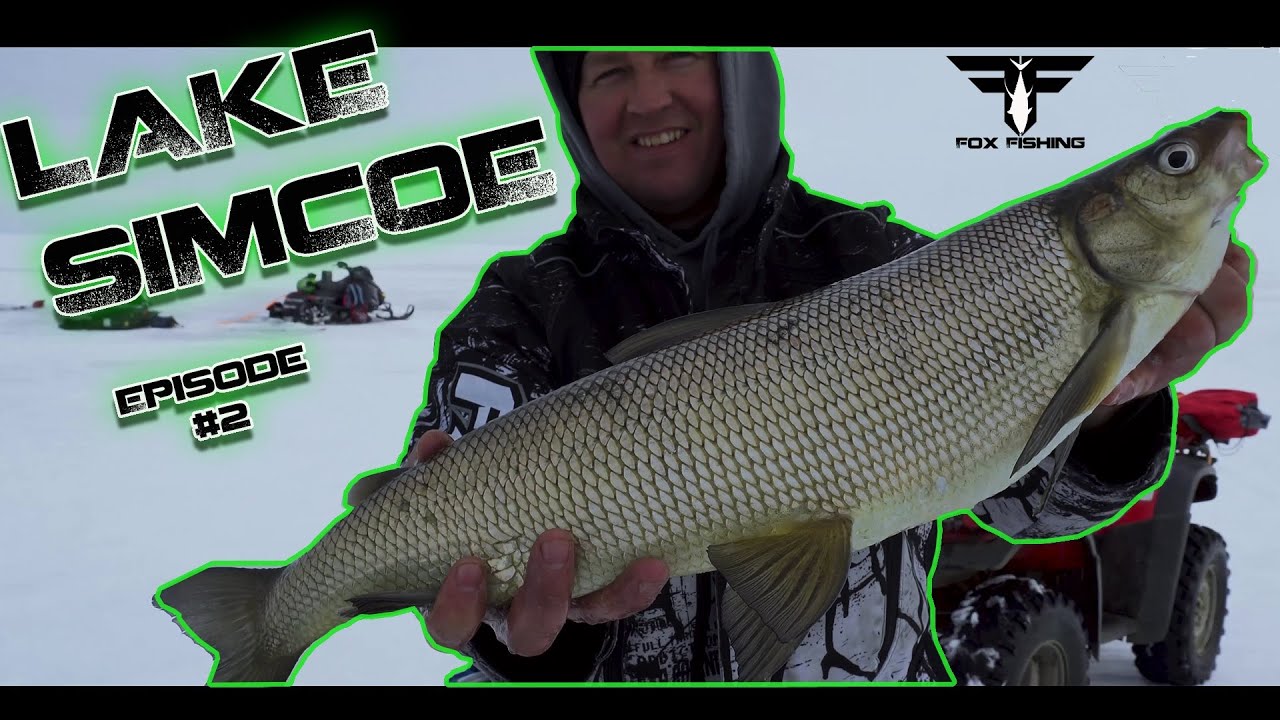 Lake Simcoe Episode #2 Whitefish. Fox Fishing 4k Ultra HD - YouTube