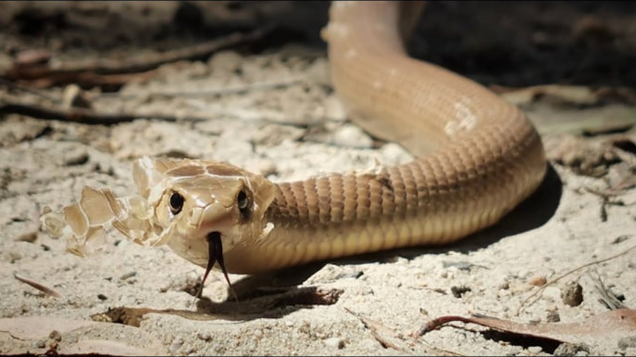 Eastern Brown Snake Fangs