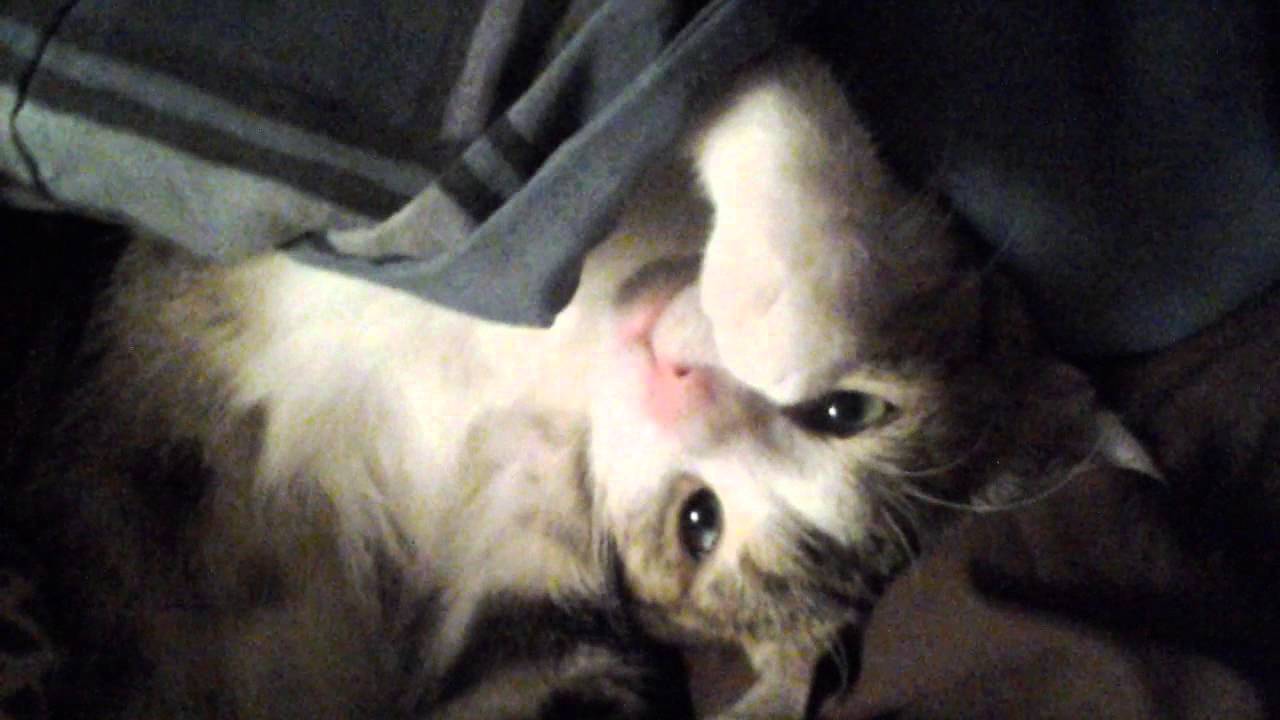 Dazed and confused cat - YouTube
