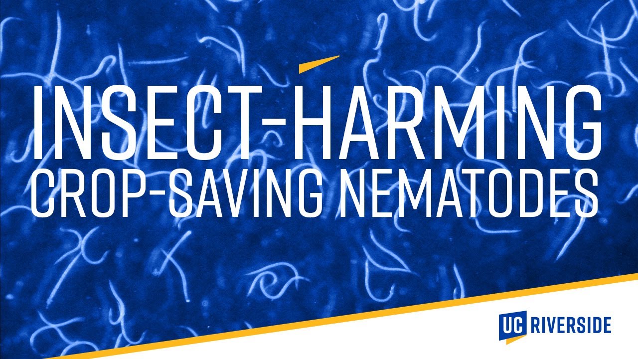 Is this New Nematode Species The Key to Sustainable Pest Control? - YouTube