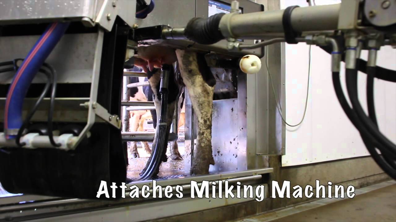 Automatic Milking System - YouTube