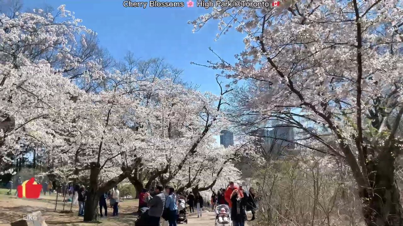 Cherry Blossoms 🌸 High Park @Toronto 🇨🇦 | HD 60fps - YouTube