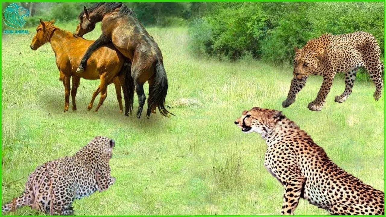 35 Moments Sneaky Leopard Secretly Stalks Wild Horse for Unavoidable ...
