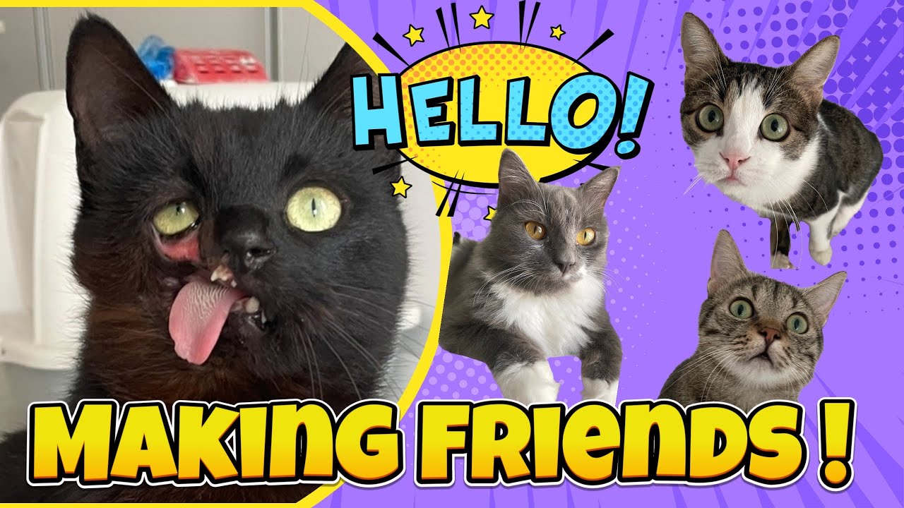 Raven, the cutest black cat, making friends - YouTube