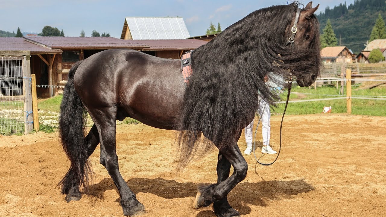 Cai frizieni frumosi 2019 Armasarul Viky - Domeniul cailor Bucovina ...