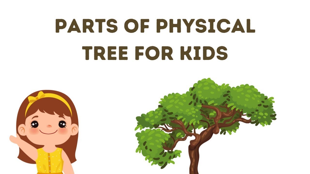 Parts Of Physical Tree For Kids - YouTube