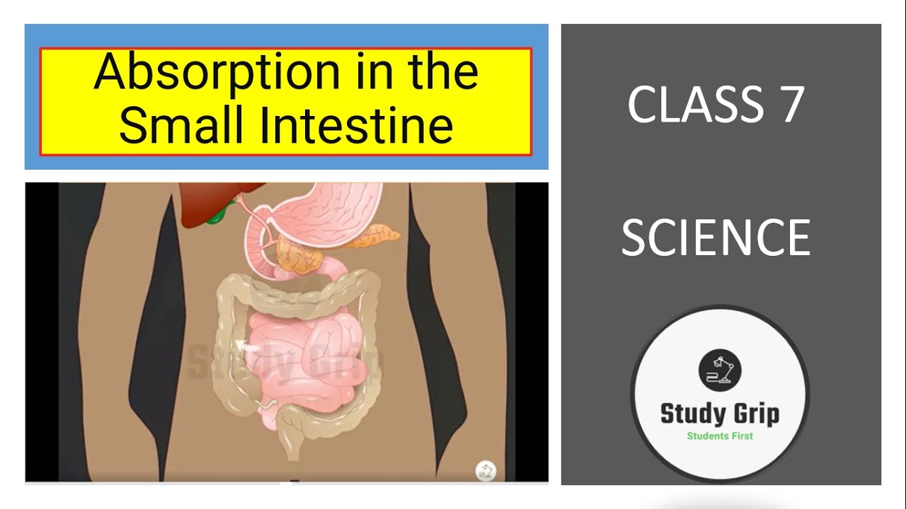 Absorption in the Small Intestine, Class 7 -- Science, Chapter 2 ...