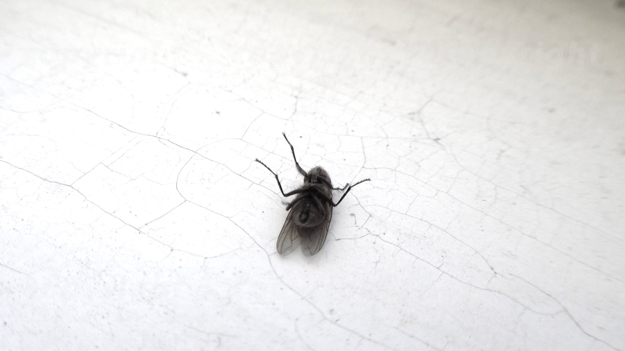 Inverted fly jerks legs - YouTube