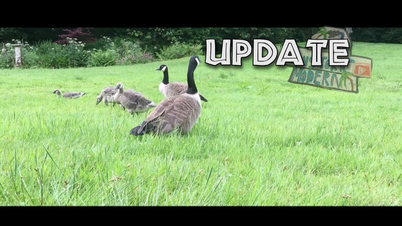 The Gosslings are getting flight feathers UPDATE (The Goose Adventures ...