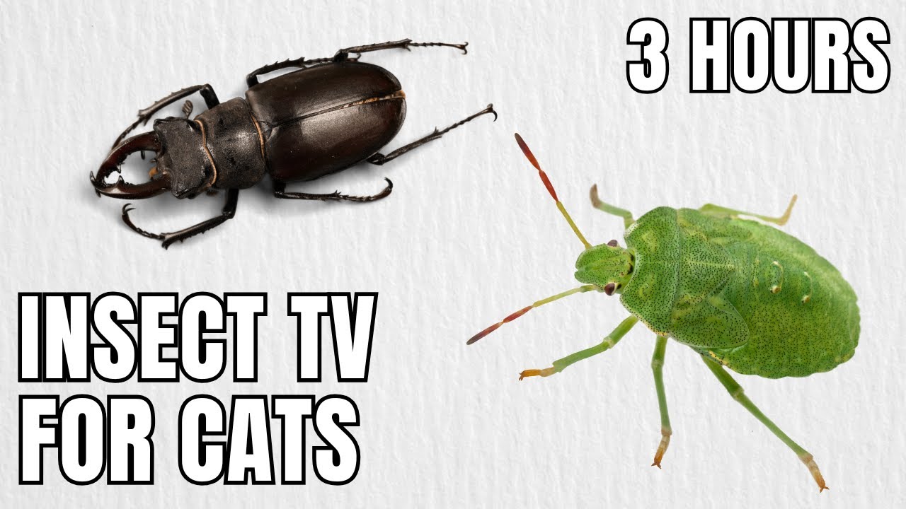 3 Hours of Insect Chase for Cats | High Stimulation Cat TV with Soft ...