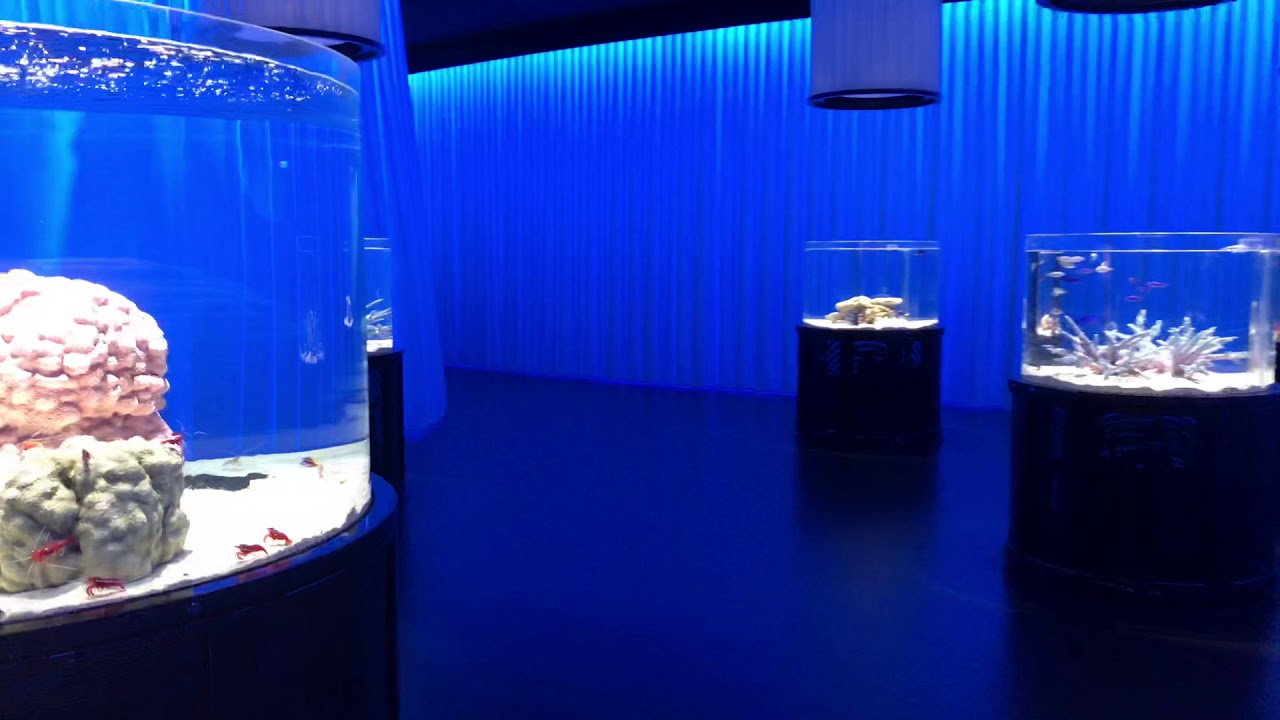 Nifrel 2020 - YouTube