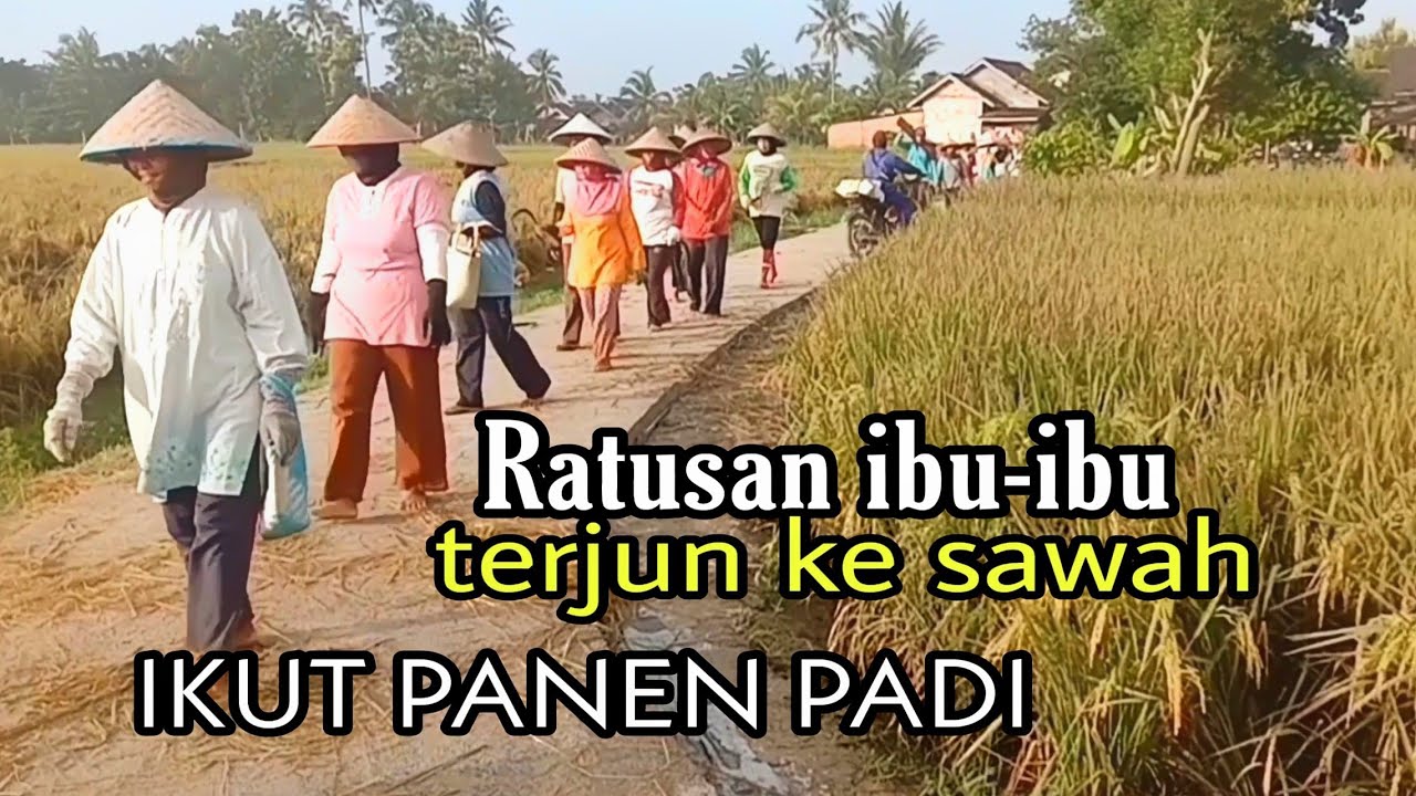 PANEN PADI DI KAMPUNG RATUSAN ORANG IKUT PANEN PADI - YouTube