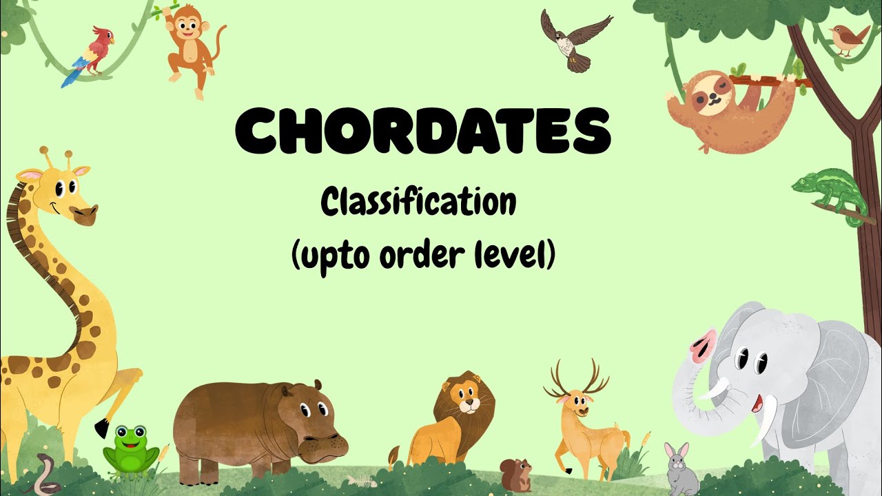 PHYLUM CHORDATA CLASSIFICATION | ANIMAL DIVERSITY | JKPSC ZOOLOGY 2025 ...