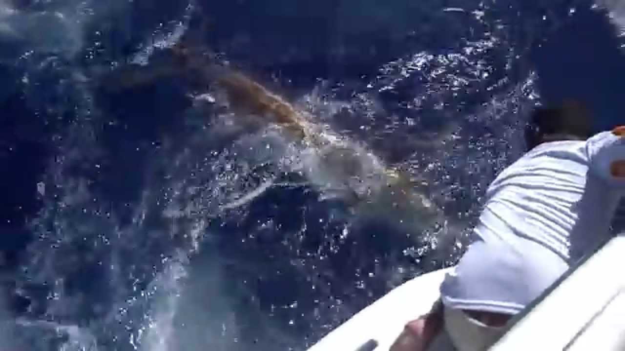 Abinael Martinez pescando marlin azul release, lancha "Mariel", Cabeza ...