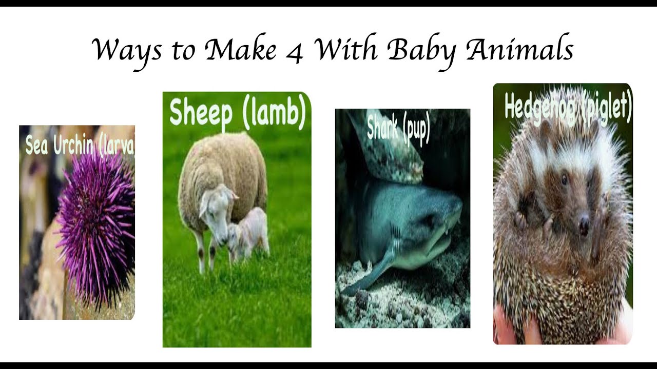 Fun With Numbers By Adding Ways To Make 4 With Baby Animals 1B 94 Sets Fun With Numbers By Adding Ways To Make 4 With Baby Animals 1B 94 Sets