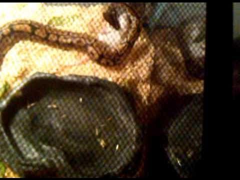 Ball Python eats two mice part1 - YouTube