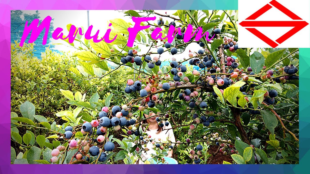 Blueberry Picking at Marui Farm in Yokohama | Japan Travel Vlog 2020 ...