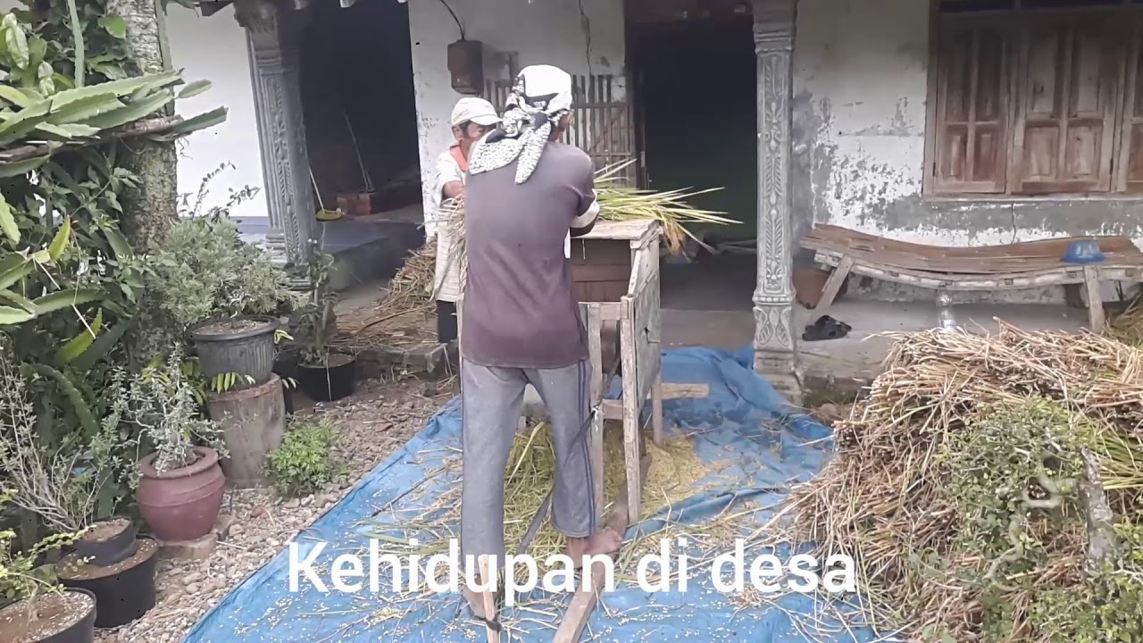 Cara memanen padi dengan cara tradisional - YouTube