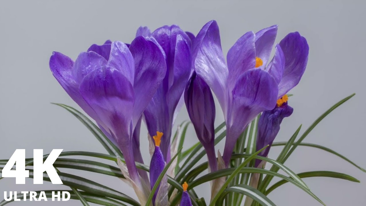 Blooming Flowers Time Lapse | Beautiful Nature Scenery with Soft Piano ...