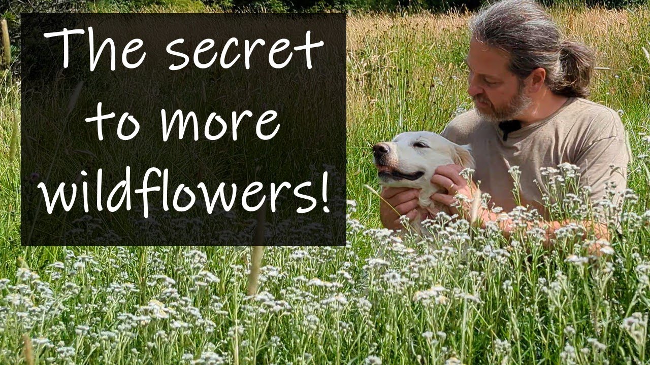 Hay meadow restoration for more wildflowers and greater biodiversity ...
