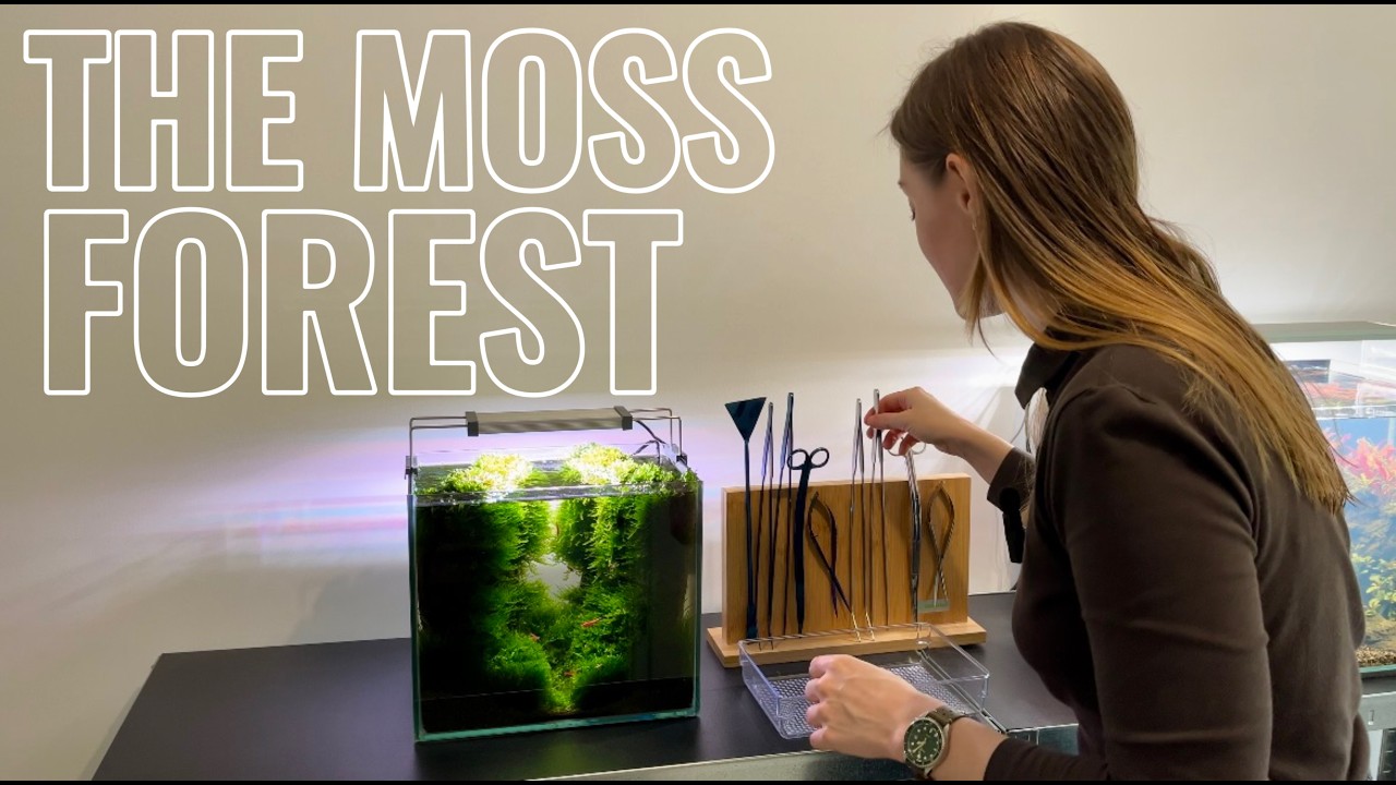 Shrimp Nano Moss forest - YouTube