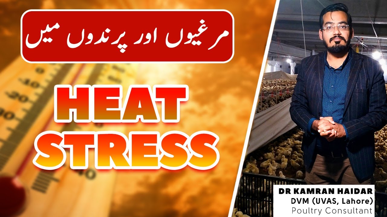 Heat Stress in Chickens & Other Birds | 10 Simple Ways to Cool Down ...