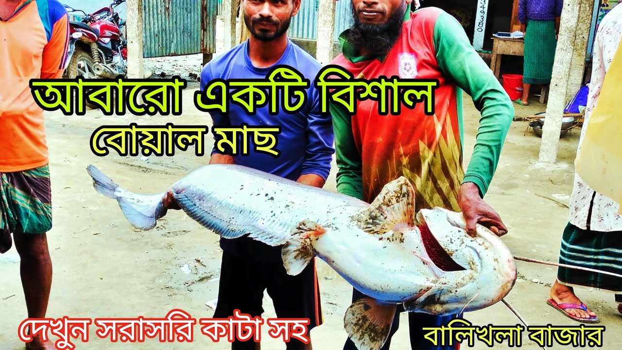 আবারো একটি বিশাল বড় বোয়াল মাছ। বালিখলা মাছের আড়ৎ। fish market big ...