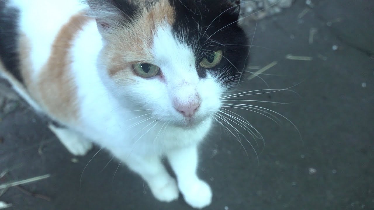 A Calico cat jumping from the basement - YouTube