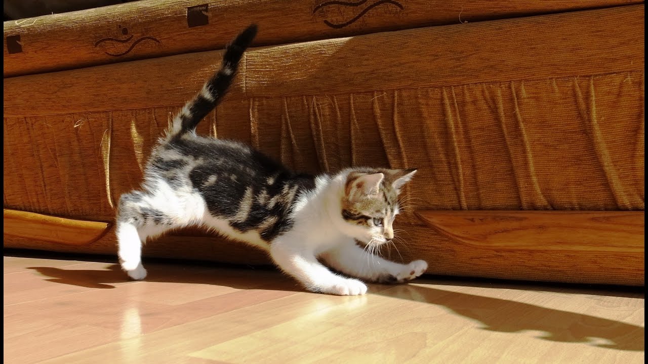 Cute Kittens Chasing Shadow - YouTube