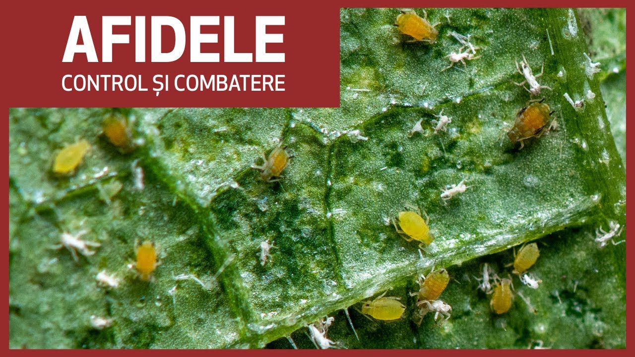 Afidele - Paduchii plantelor. Control și Combatere - YouTube