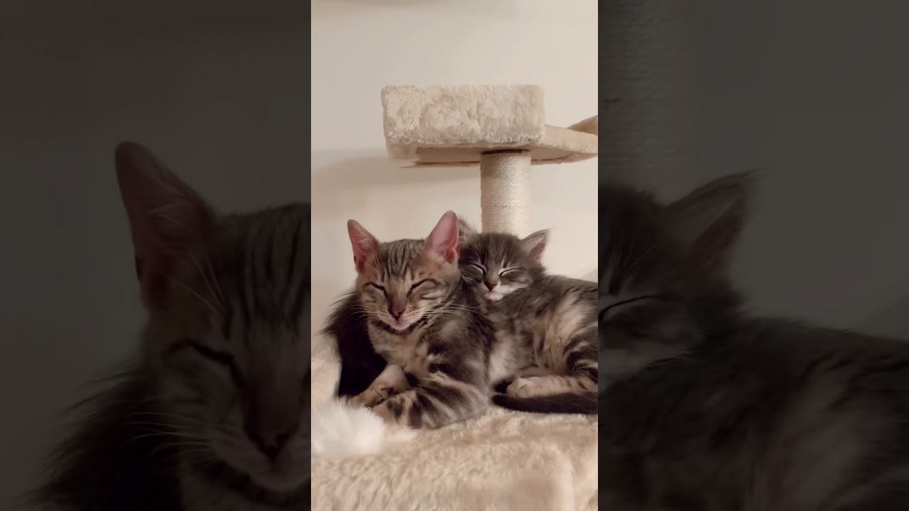 Kitten cuddle puddle - YouTube