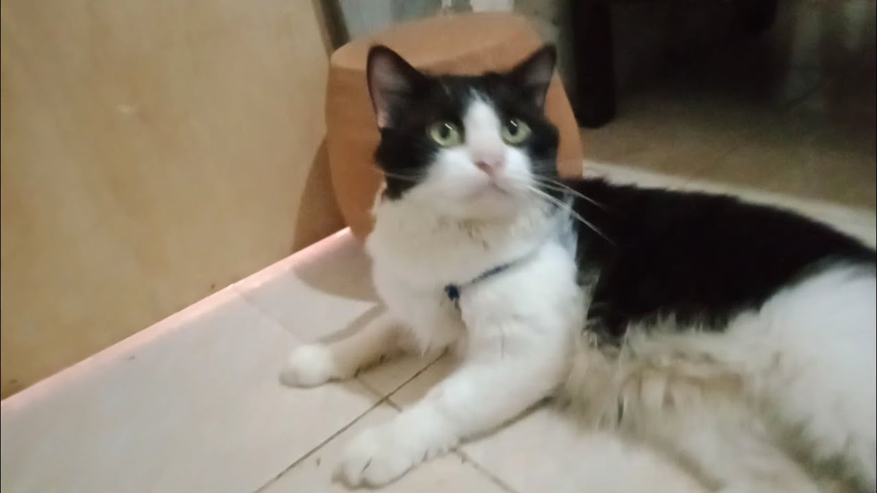 cat talking with its owner is very adorable || very cute talking cat ...
