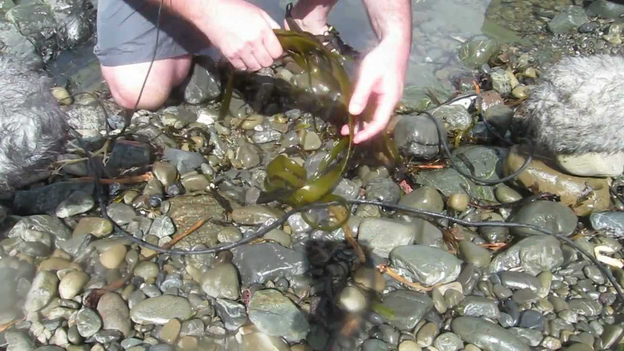 SD007 WATER FOLEY – HISSandaROAR