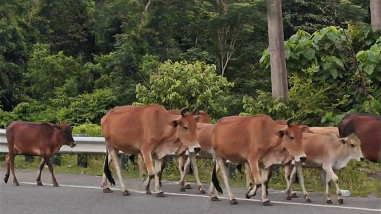 tame cows roam around a very long and beautiful road - YouTube
