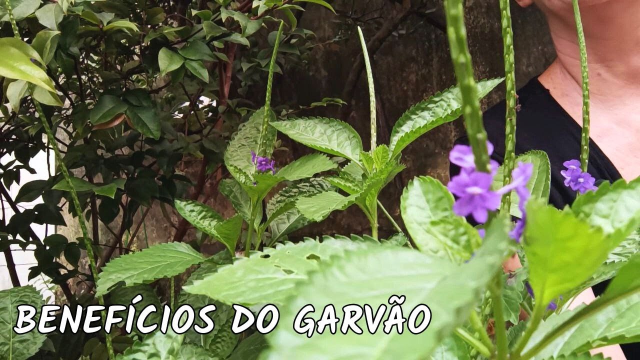 Benefícios medicinais da planta GERVÃO - YouTube