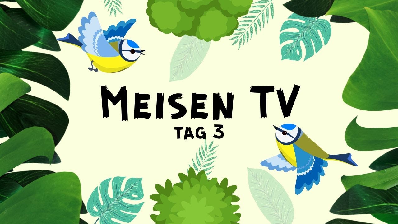 🐦 Tag 3: Nestbau mit einer besonderen Zutat – Unsere Blaumeise legt los ...