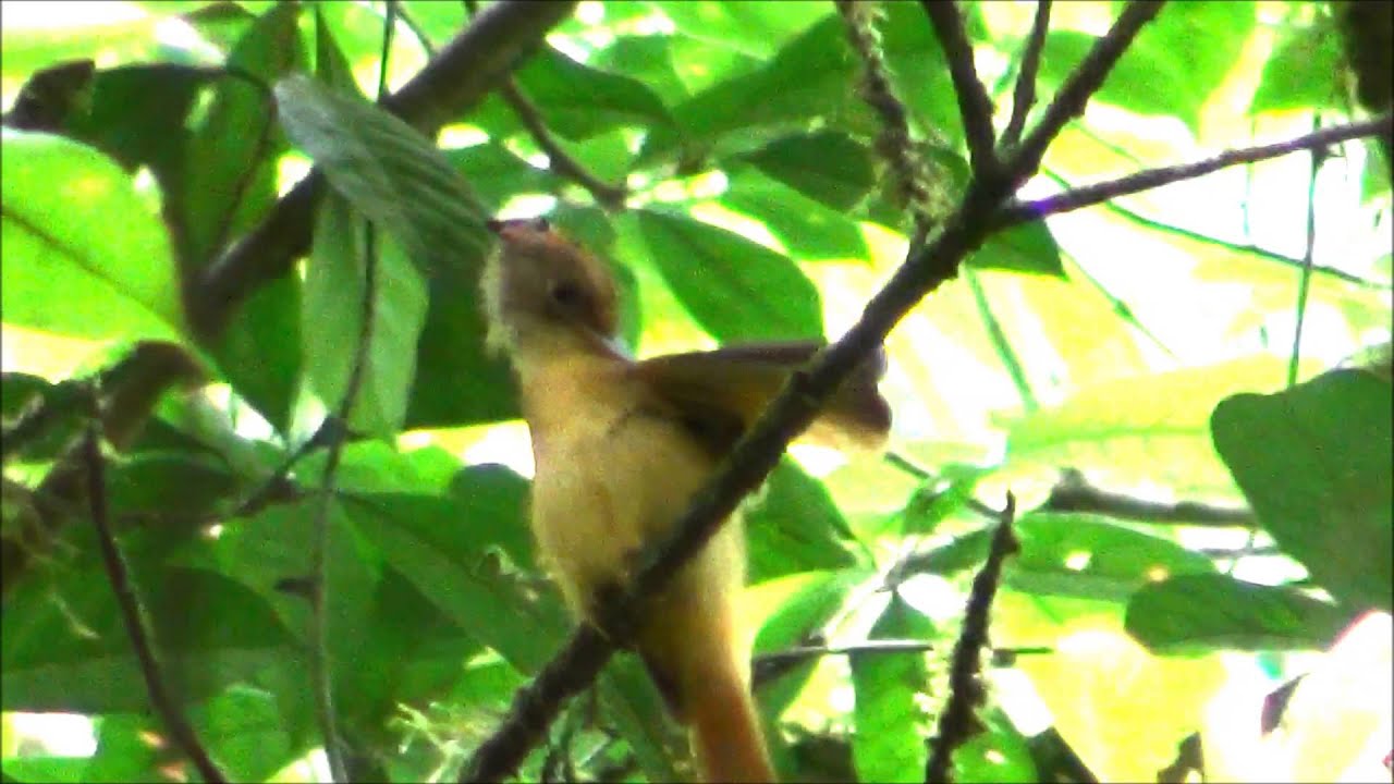 Onychorhynchus swainsoni - Maria-leque-do-sudeste - Atlantic Royal ...