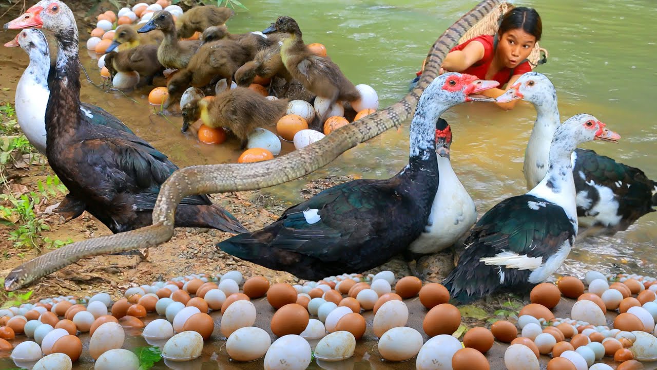 A Women Pick Duck egg and Snake at river - Catch Duck egg and Snake ...