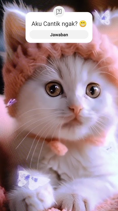 CUI CUI #shortsvideo #cat #duniakucinglucu #catcute #catlover - YouTube