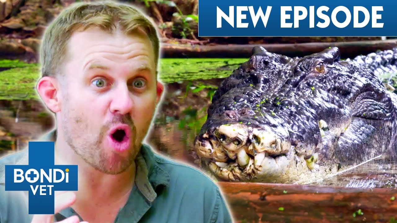 Terrifying Encounter With World’s Largest Captive Croc Cassius! 😳 ...