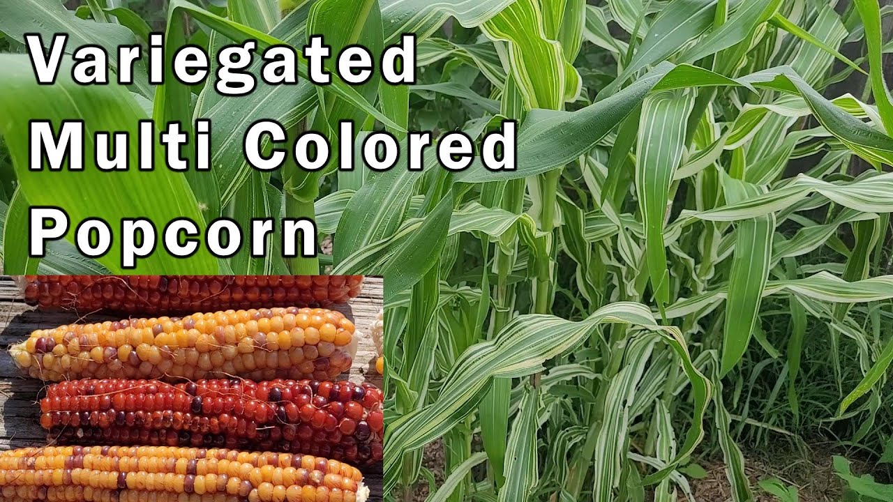 A Rainbow on the Cob: My Multi-Colored Variegated Corn Project - YouTube