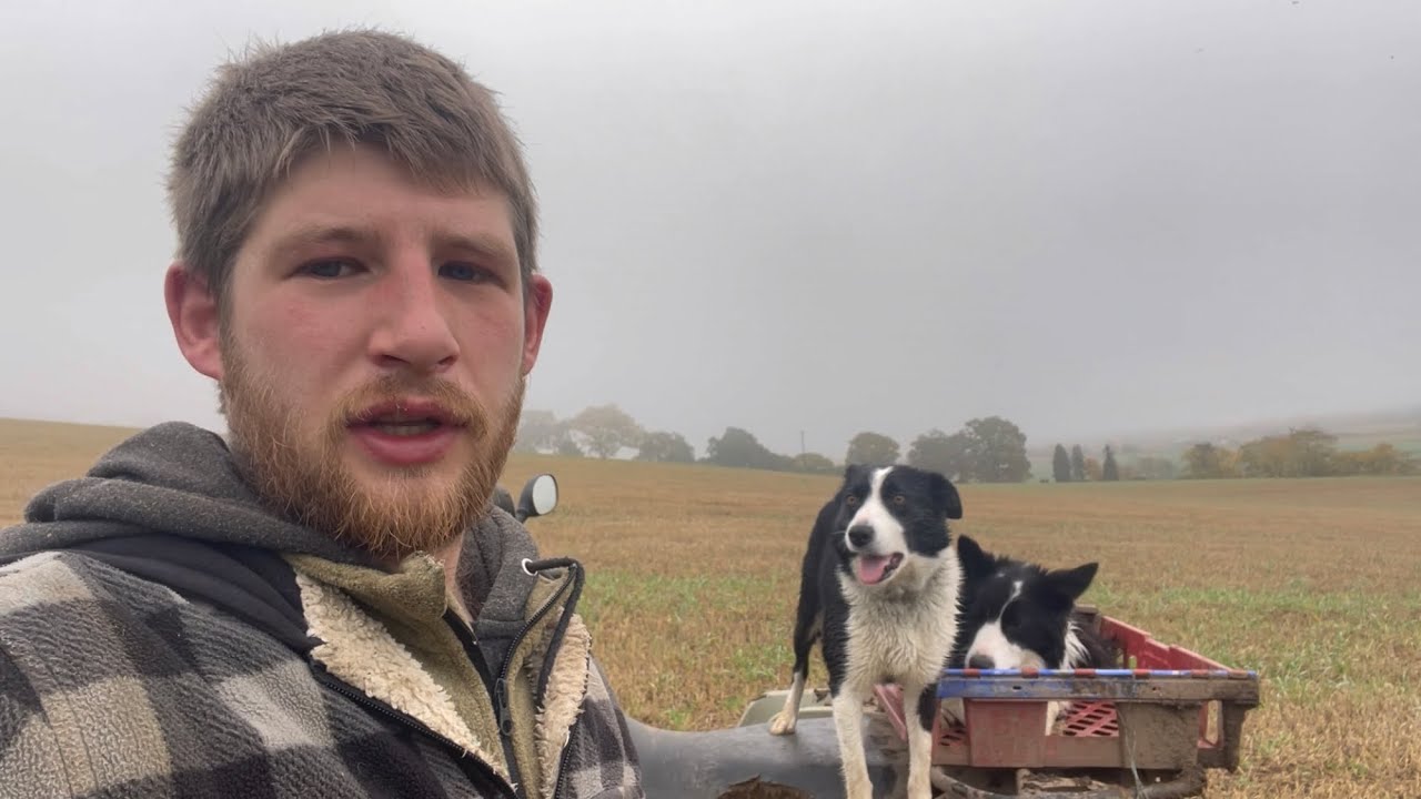 Out of Grass, farms lambs try something different - YouTube