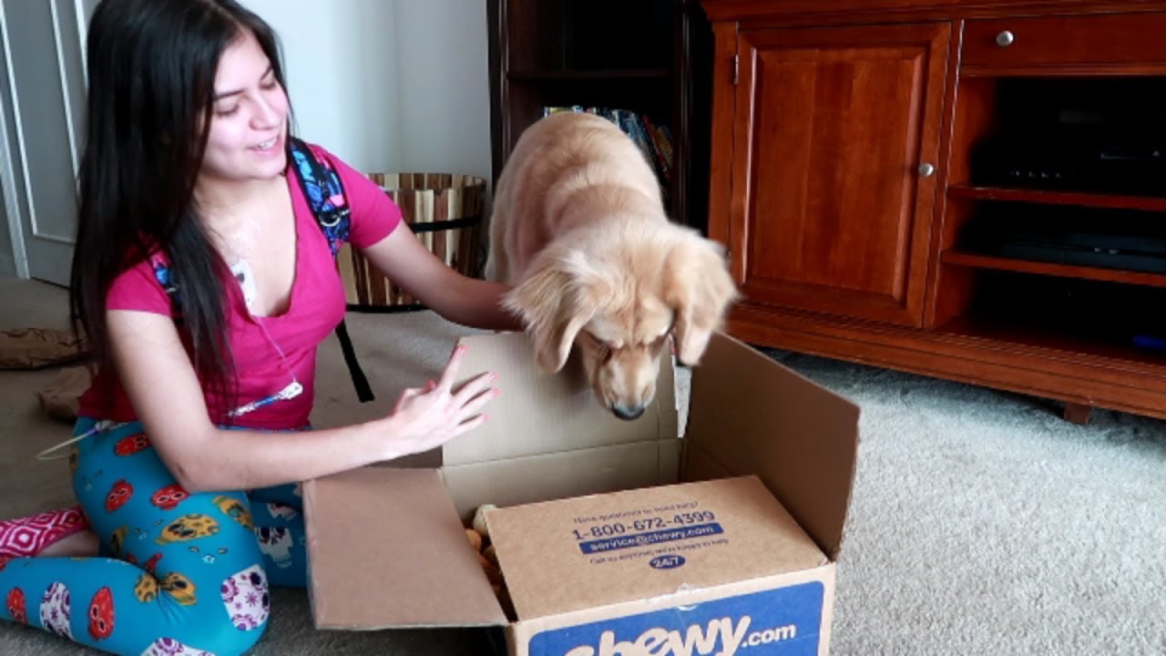 🐶 Service Dog Opens Birthday Present! 🎁 (6/28/17) - YouTube