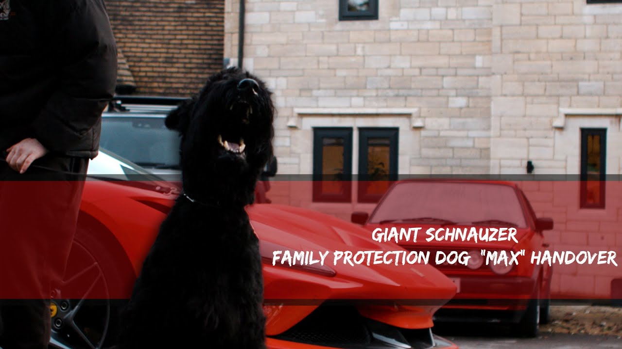 Giant Schnauzer Family Protection Dog "MAX" Handover - Gloucester ...
