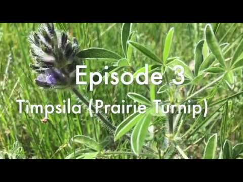 Episode 3: Wild Timpsila - YouTube