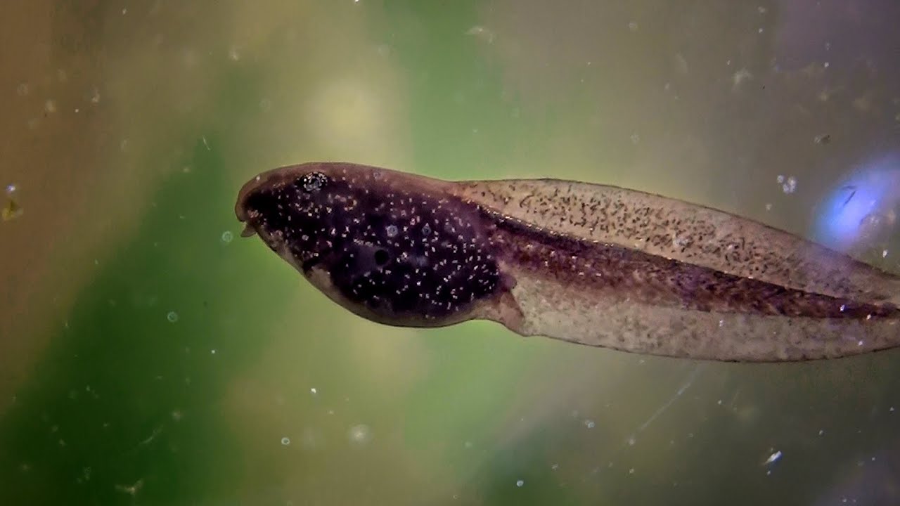 Têtards De Crapaud Commun