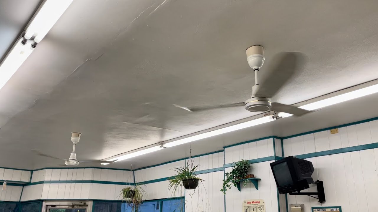 Envirofan Gold Line Industrial Ceiling Fans 56” At A Laundromat - YouTube
