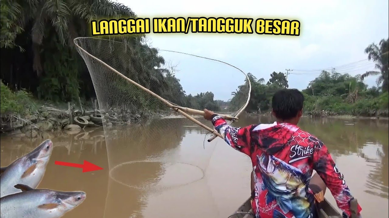 LANGGAI IKAN||TRIP SORE SAMPAI MALAM MELANGGAI IKAN DI ANAK SUNGAI SIAK ...